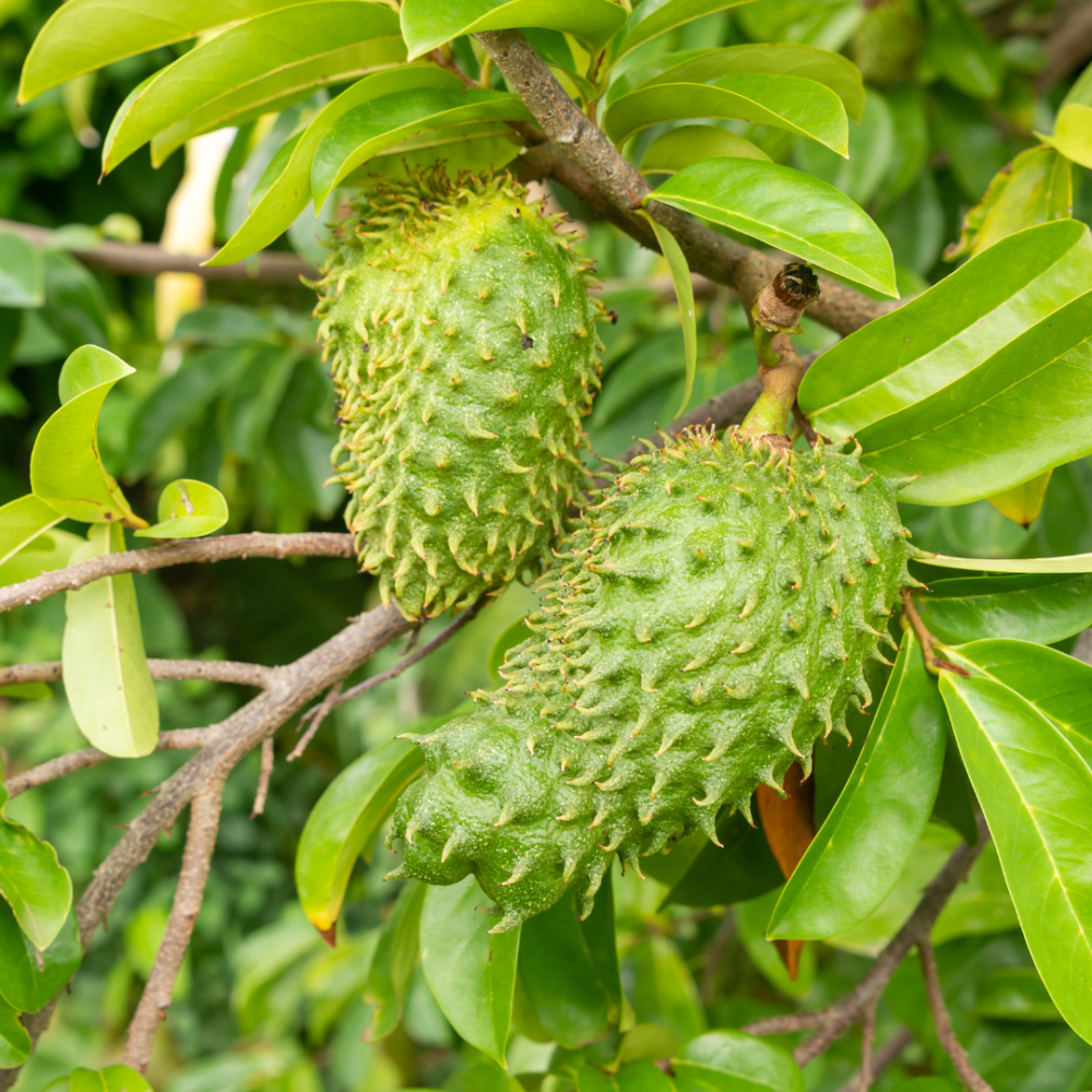 Corossolier
